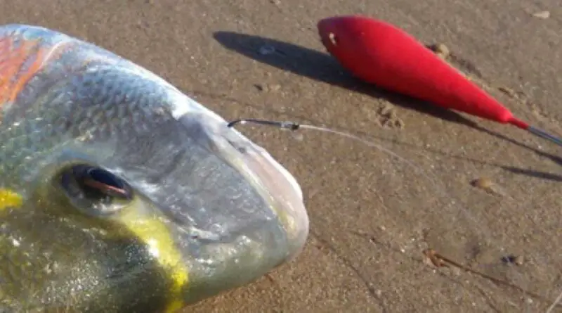 Tout savoir sur la peche a la dorade du bord - Docteur wading