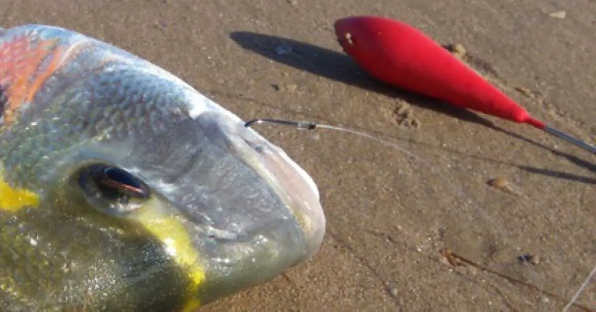 Tout savoir sur la peche a la dorade du bord - Docteur wading